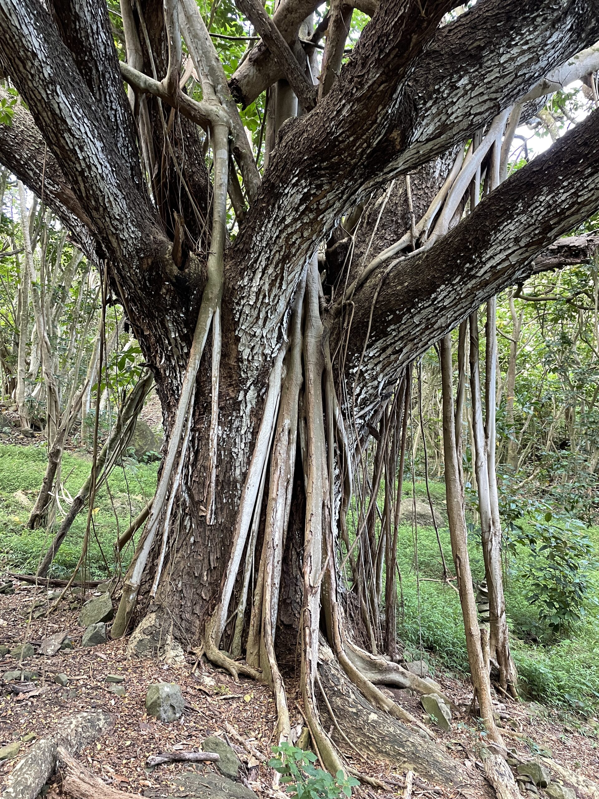 O’hana Trail – SarahRuthSeeks