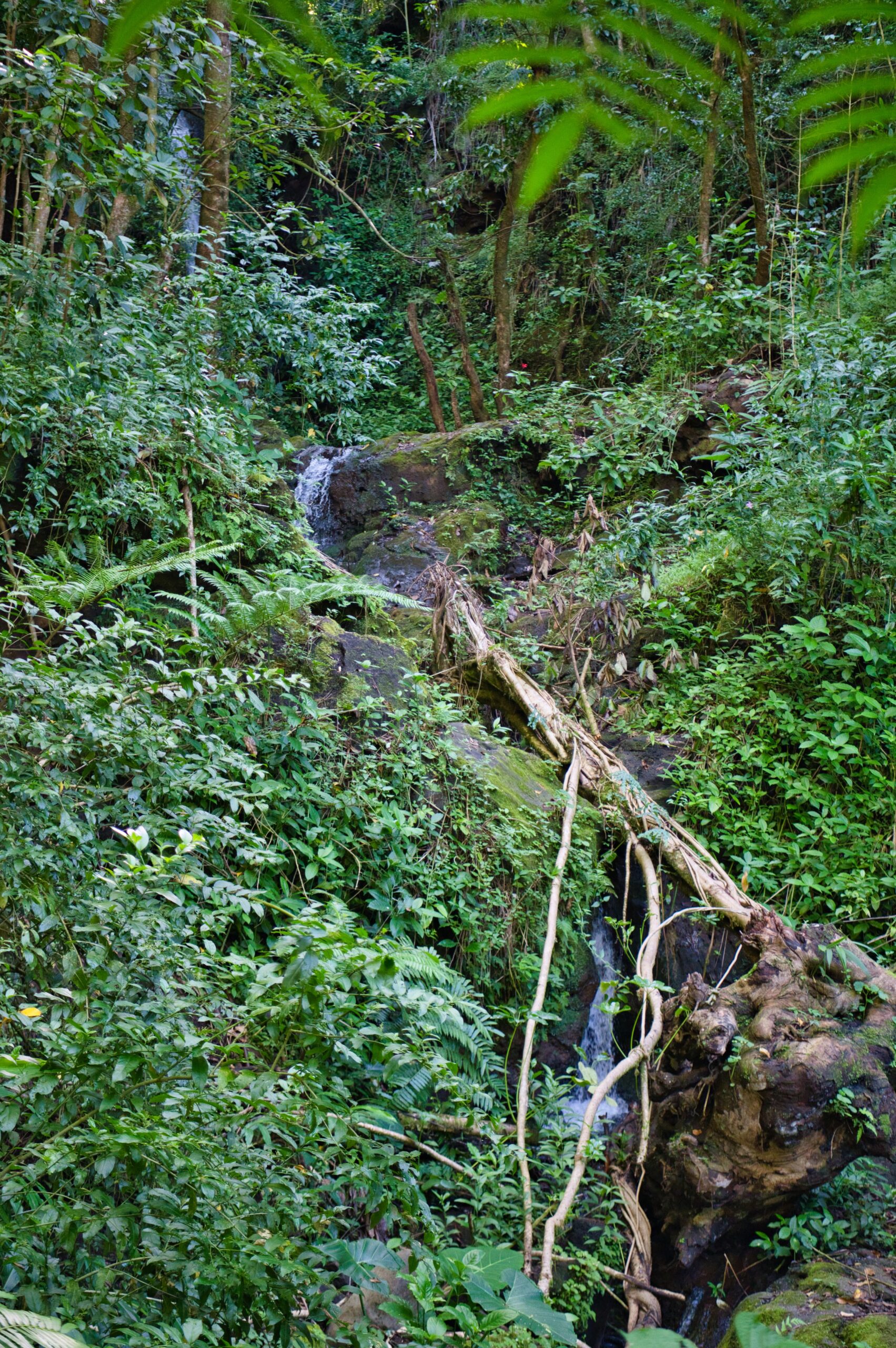 Makiki Valley Loop Trail – SarahRuthSeeks